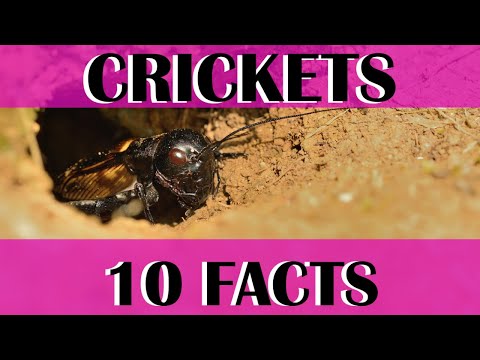 Are Crickets An Invasive Species