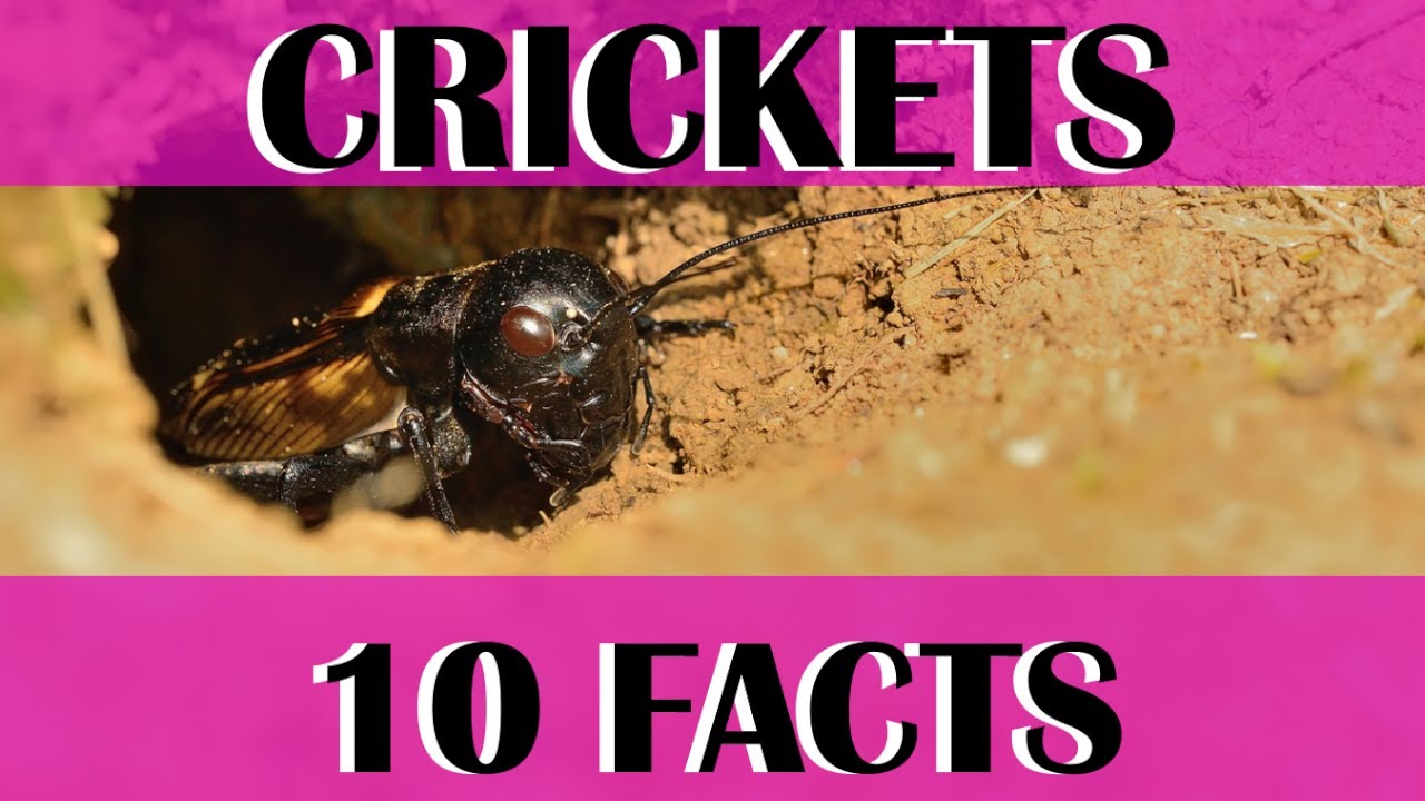 10 True Facts about CRICKETS - YouTube