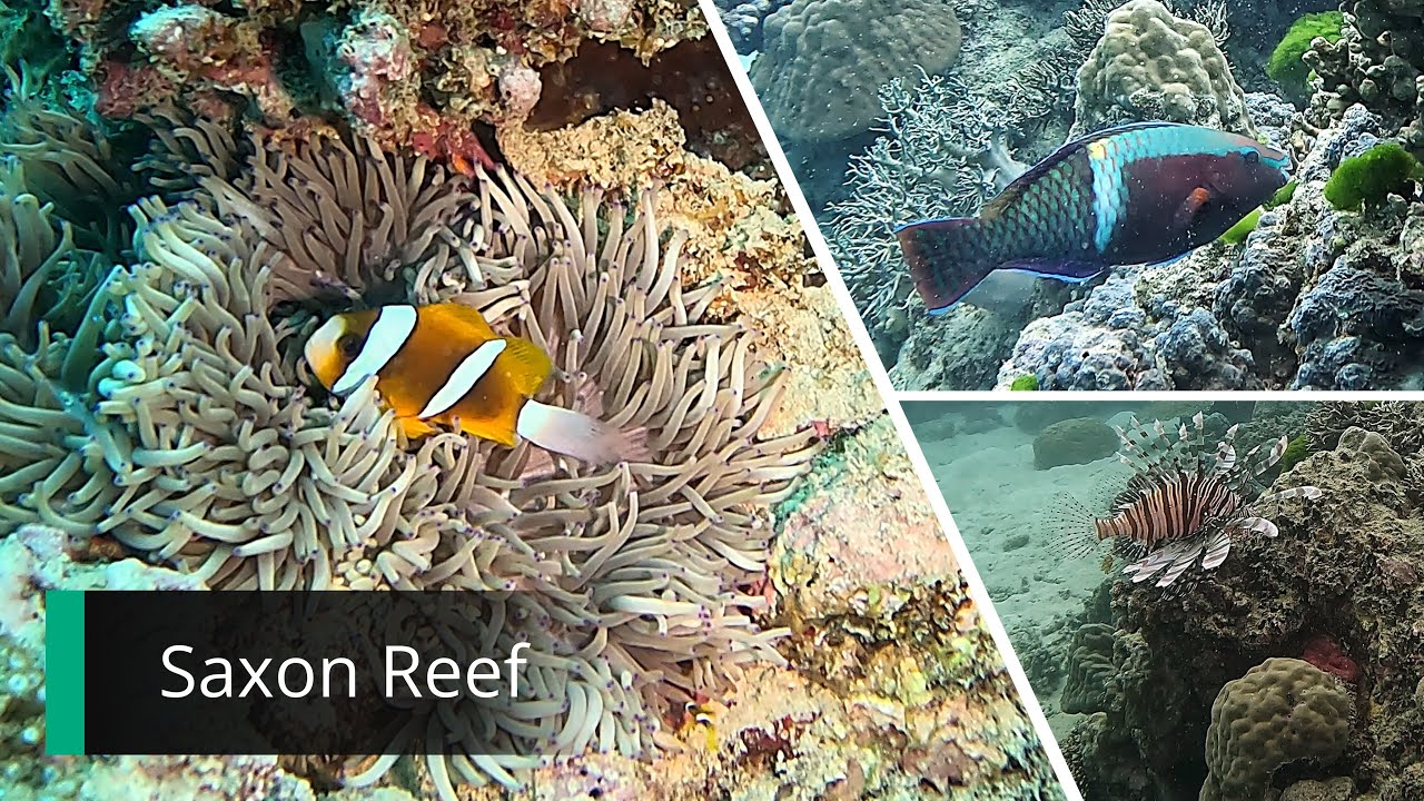 Saxon Reef Dive Trip - Great Barrier Reef, Cairns - YouTube