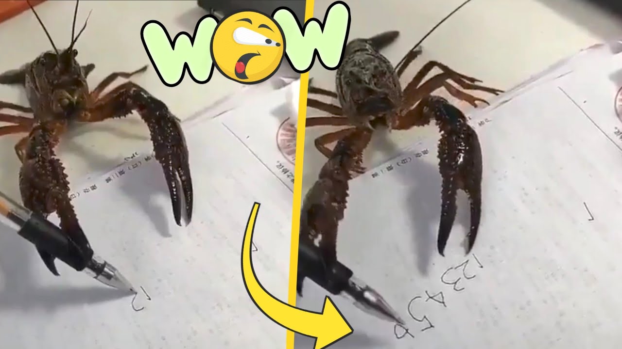 Lobster Writing Numbers 😱. Lobster is learning to write numbers | - YouTube