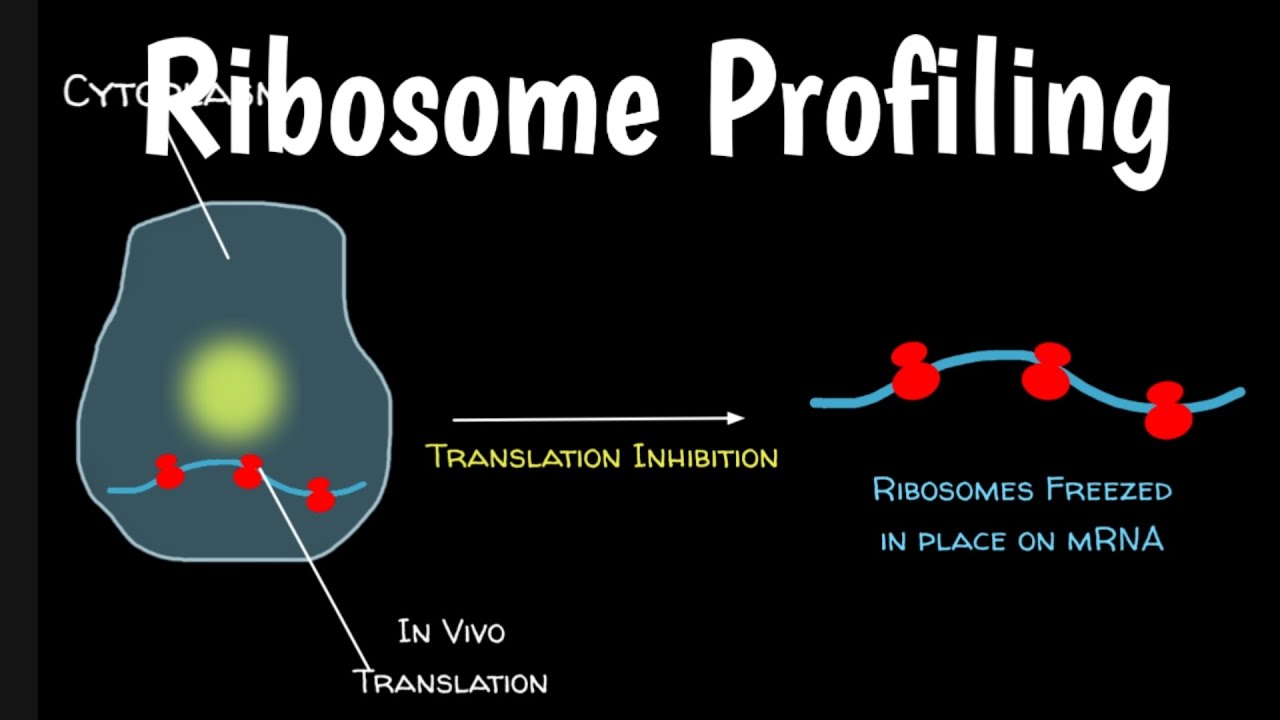 Ribosome Profiling | Ribo-seq | Ribosome Footprinting | - YouTube