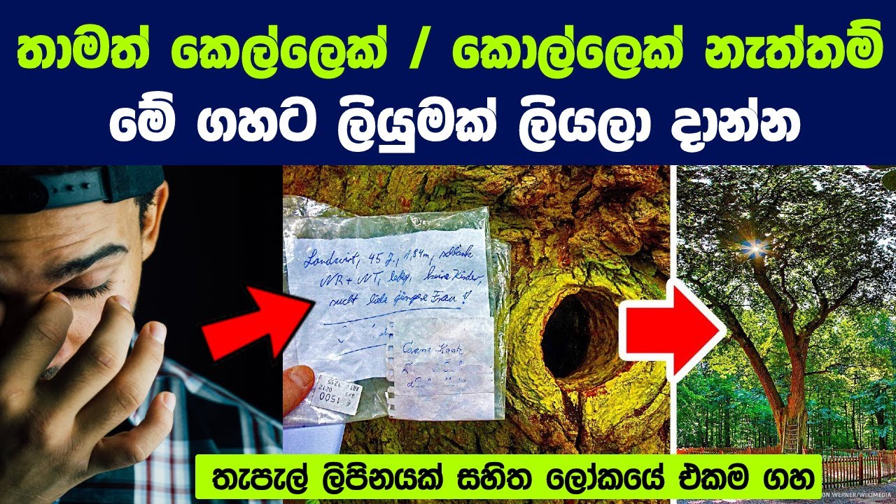 තාමත් කෙල්ලෙක් නැත්තම් මේ ගහට ලියුමක් ලියලා දාන්න | The Tree With Its ...