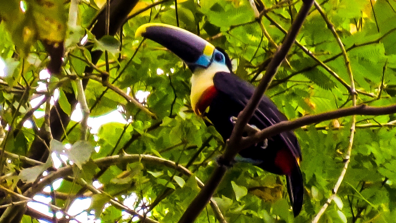 ADVENTURE IN AMAZON JUNGLE. TOUR MANU NATIONAL PARK PERU - YouTube