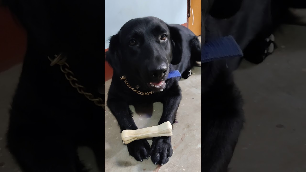 Labrador female aggressive | Black labrador aggressive moment | Rani ...