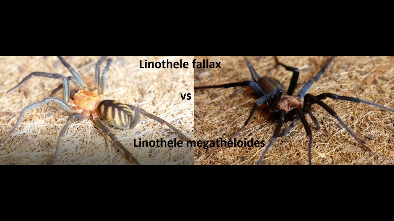 Linothele megatheloides vs Linothele fallax ! ENG SUB ! - YouTube