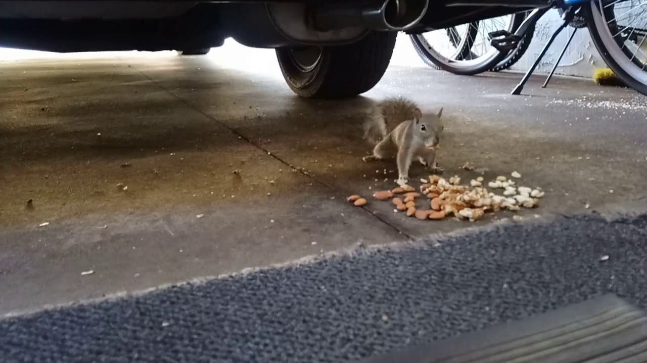 Tgif Squirrels - YouTube