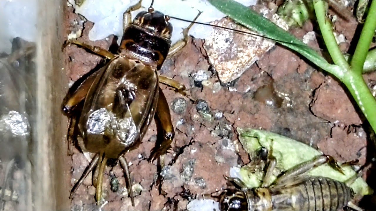 natural sound of rice crickets - YouTube