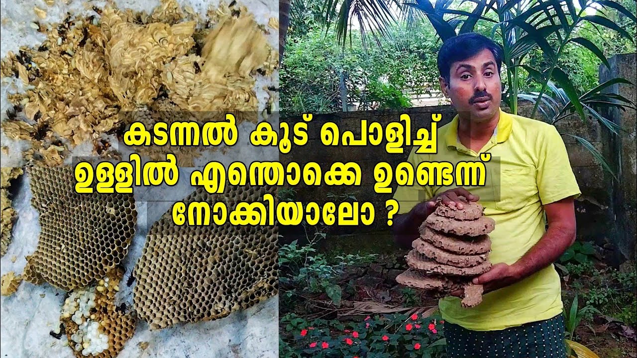 കടന്നൽ കൂട് പൊളിച്ചു നോക്കിയാലോ ? | Kadannal Kood - YouTube