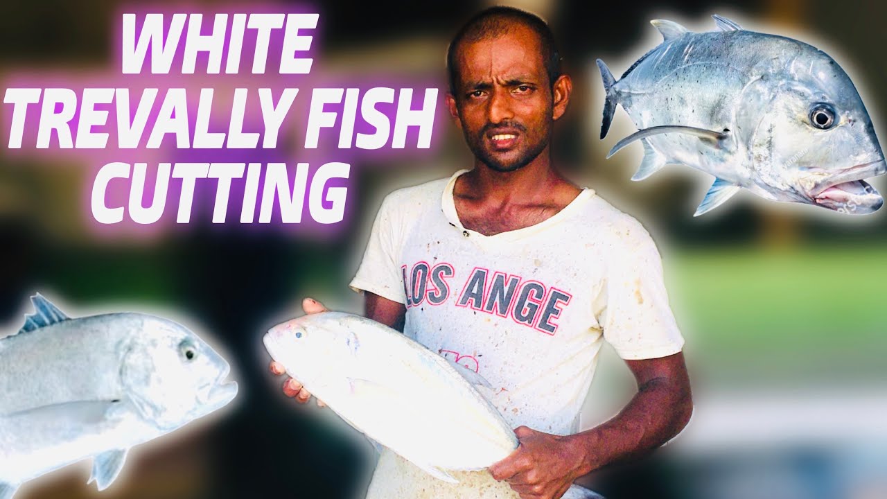 FASTEST WHITE TREVALLY FISH CUTTING | Fresh White Trevally Fish Cutting ...
