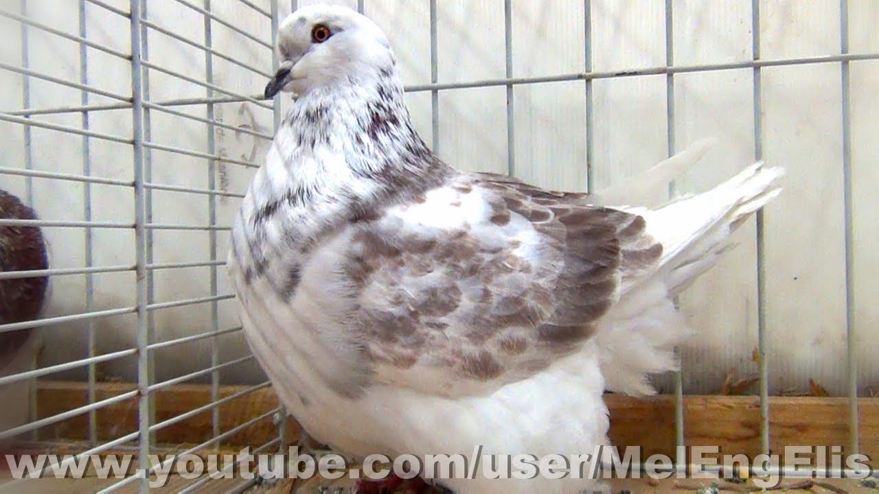 Mondain Papilloté Rouge - French Mondain Pigeon - Mondaintaube - حمامه ...