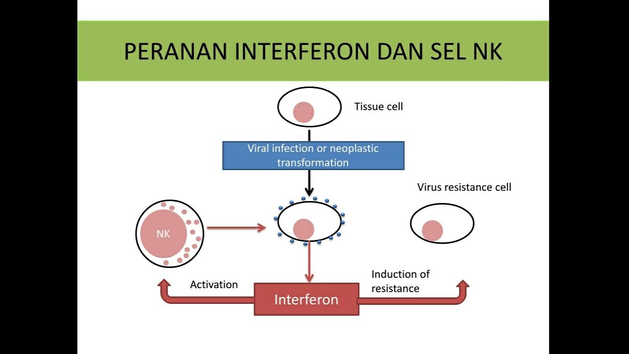 PENDAHULUAN SISTEM IMUN DAN SEL YANG BERPERAN DALAM SISTEM IMUN - YouTube