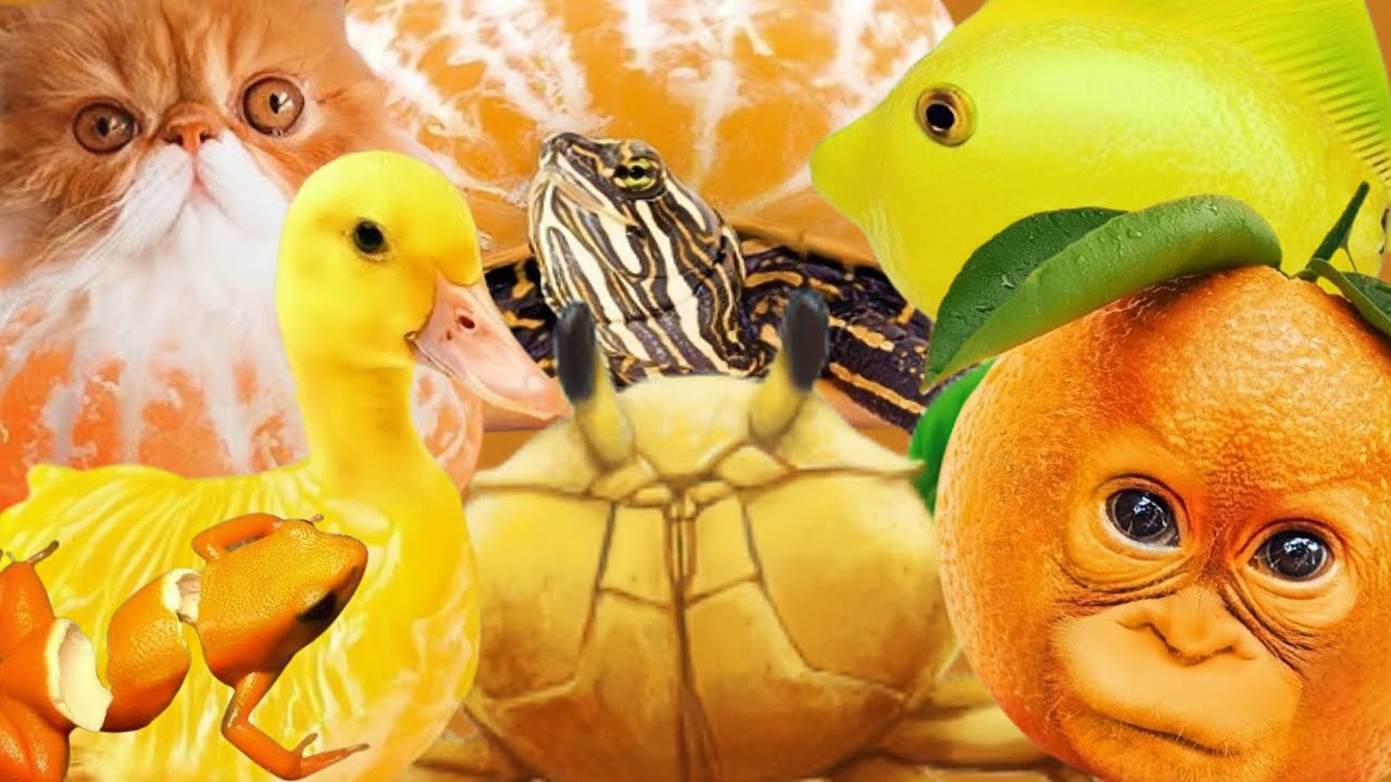 top 7 citrus animals - YouTube