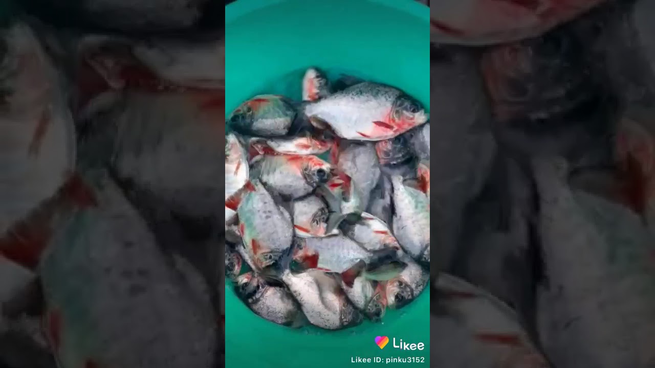 #Rup Chada Fish #🐋🐋🐟🐟🐠🐠🦈 - YouTube