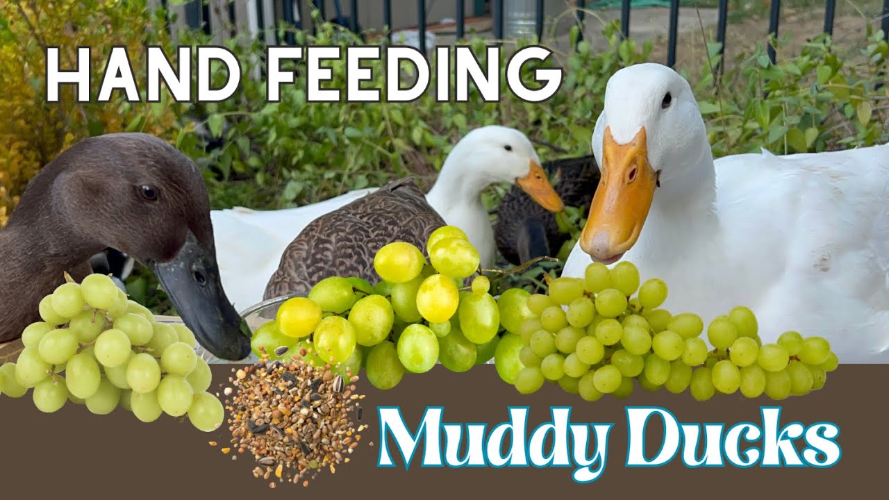 Hand Feeding our Enthusiastic, Muddy Ducks - YouTube