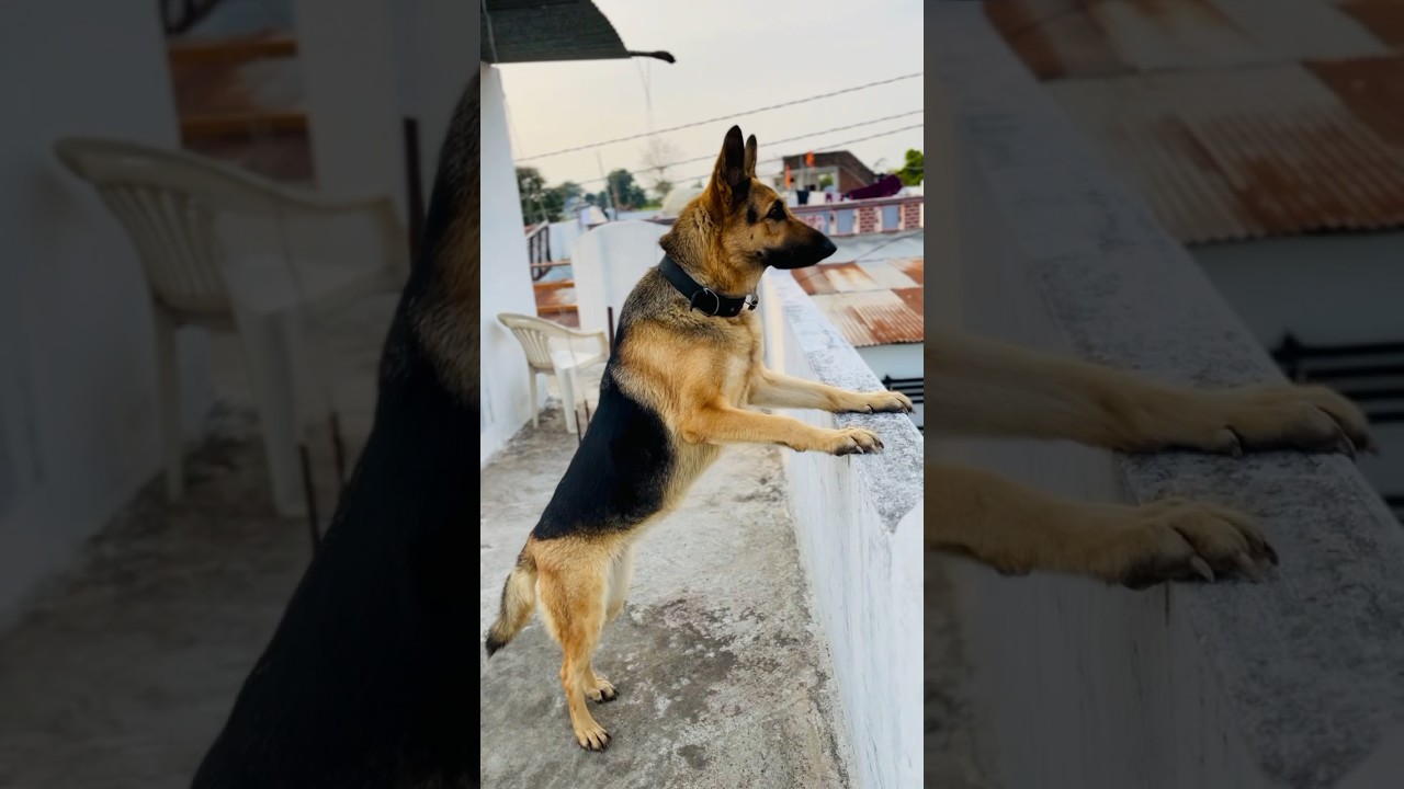 Z++ Security / Jarman shepherd dog / jeeni 🐶 / #trending #attitude # ...