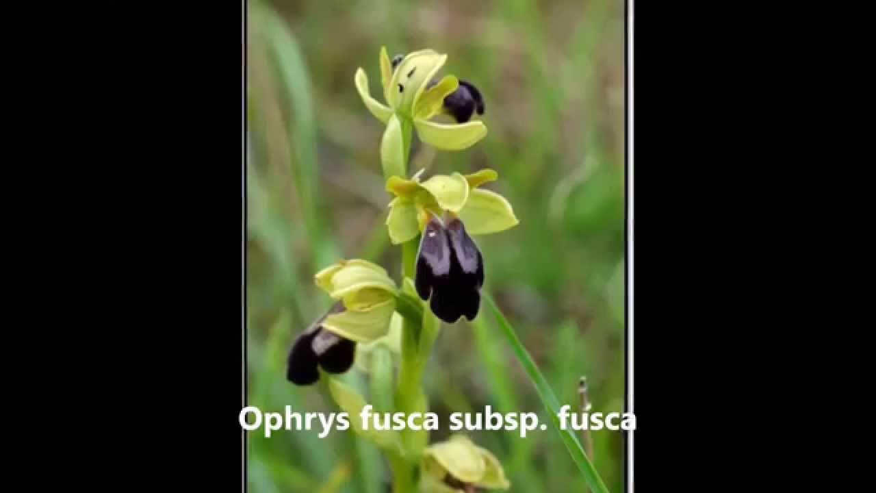 Orquídeas Silvestres Españolas - Spanish Wild Orchids (Resumen 2014 ...