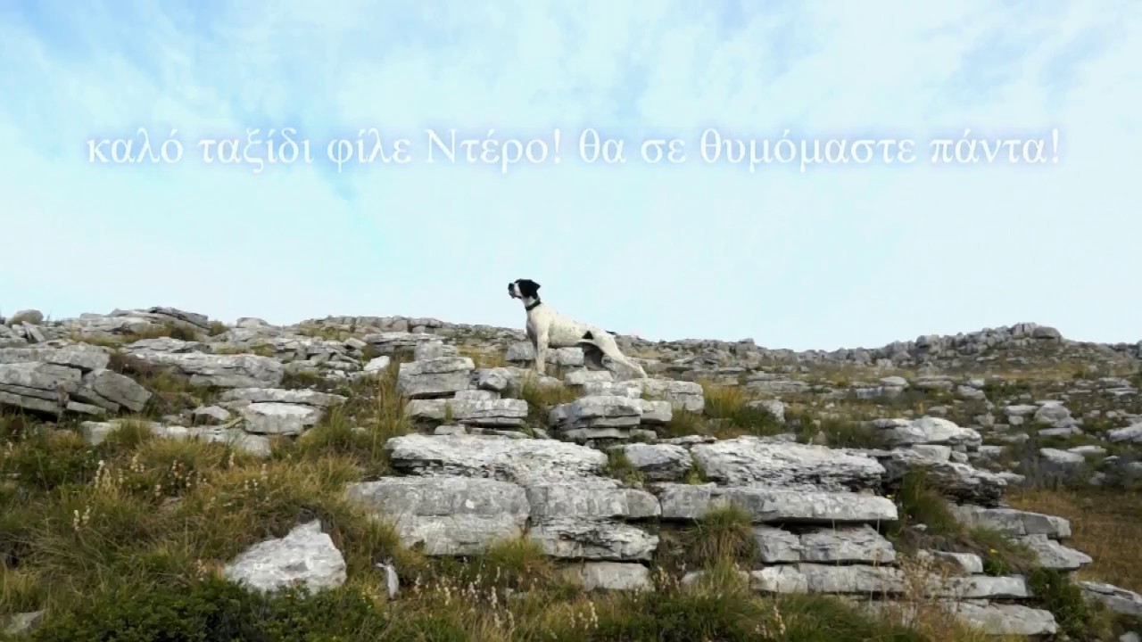 NTERO ένα ακόμα καλό περδικόσκυλο που όλοι θαυμάσαμε έφυγε! - YouTube