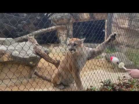 December 8 - Cougar Den