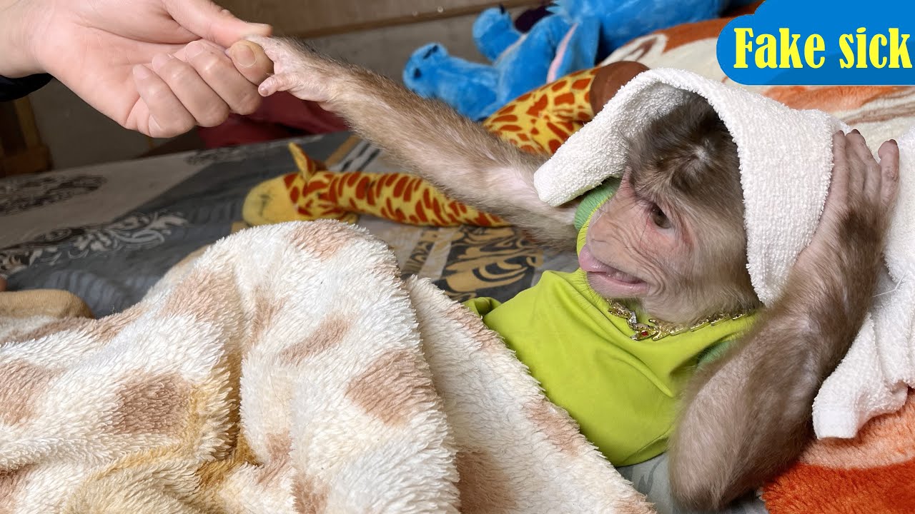 Why smart monkey Max cry and pretends to be sick 🙉 - YouTube