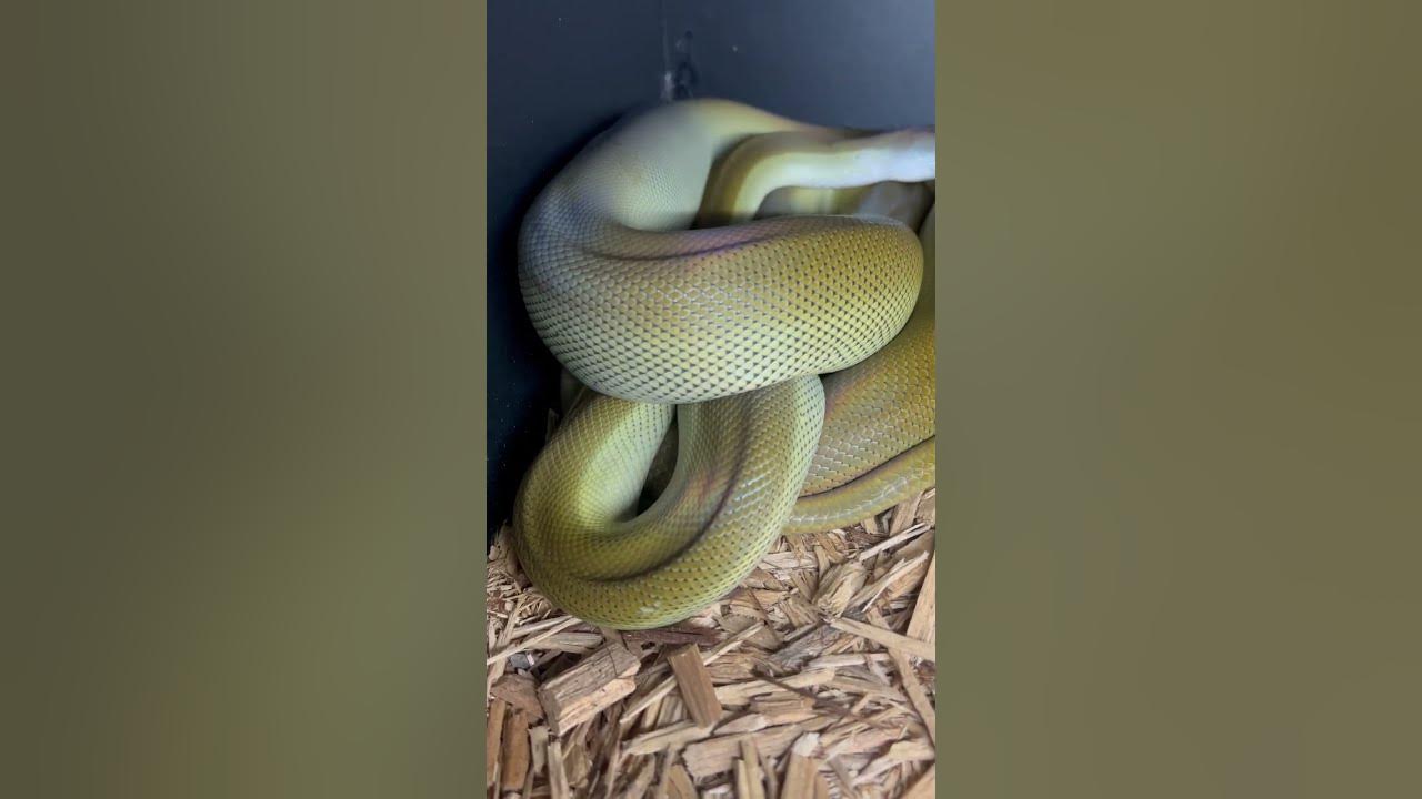 The King of Papua; Apodora papuana aka the Papuan Python #snake # ...