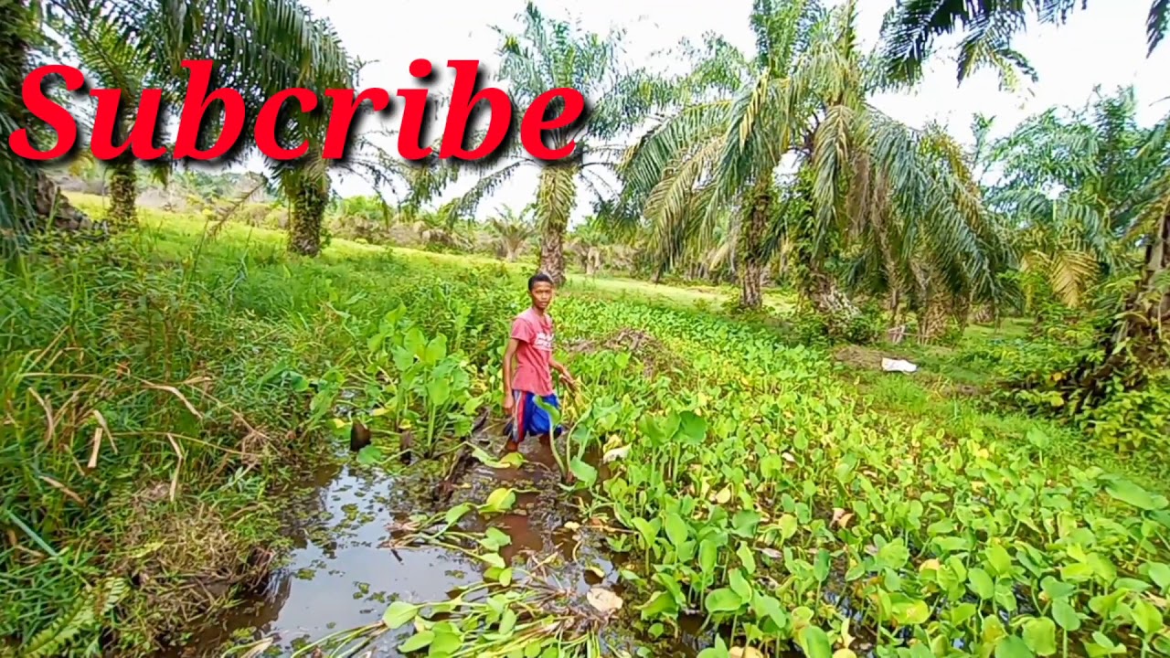 Menanam Genjer - YouTube