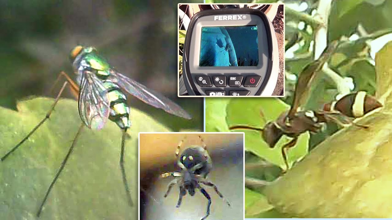 Ferrex Inspection Camera reel - "The World of Insects". Macro filming ...