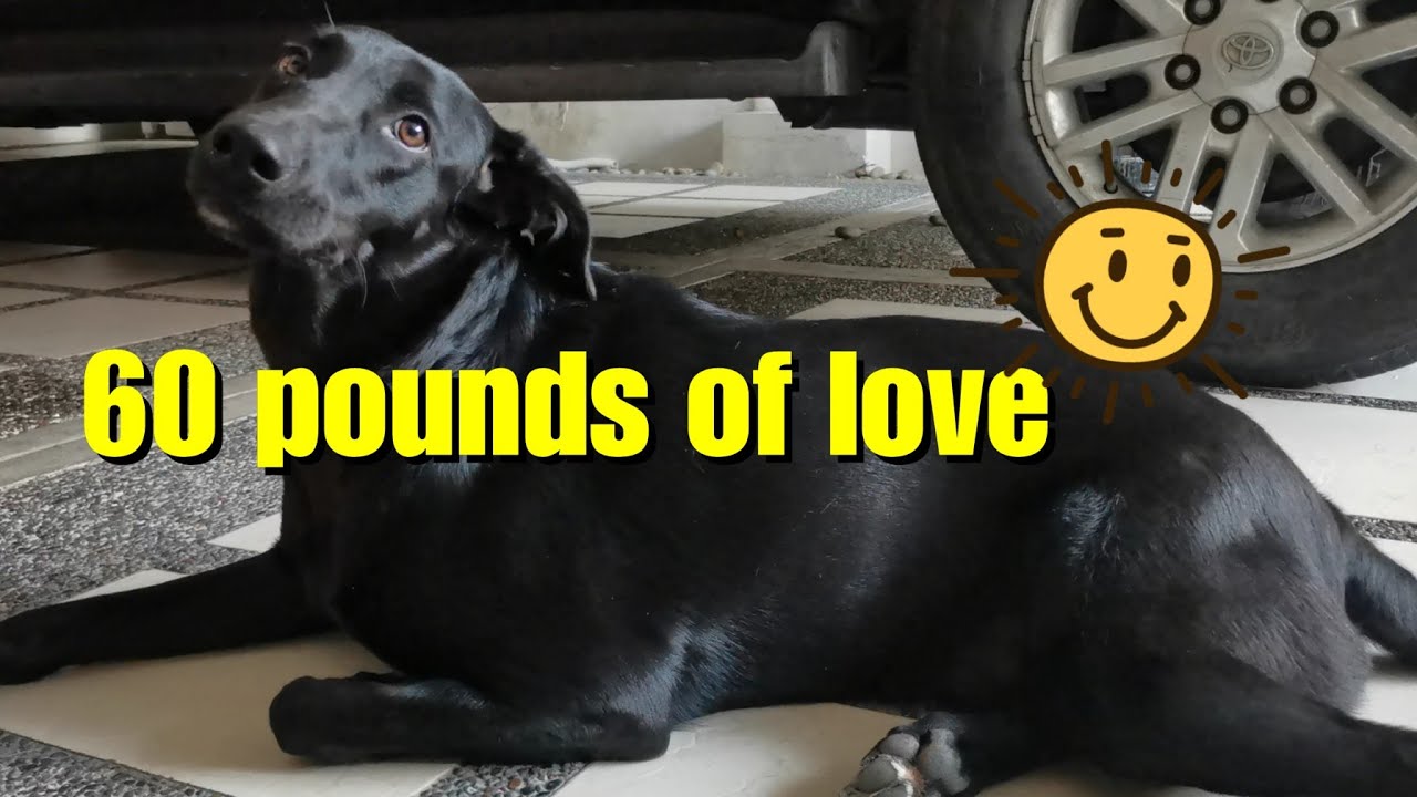 Labrador Aspin CJ at 11 months - YouTube