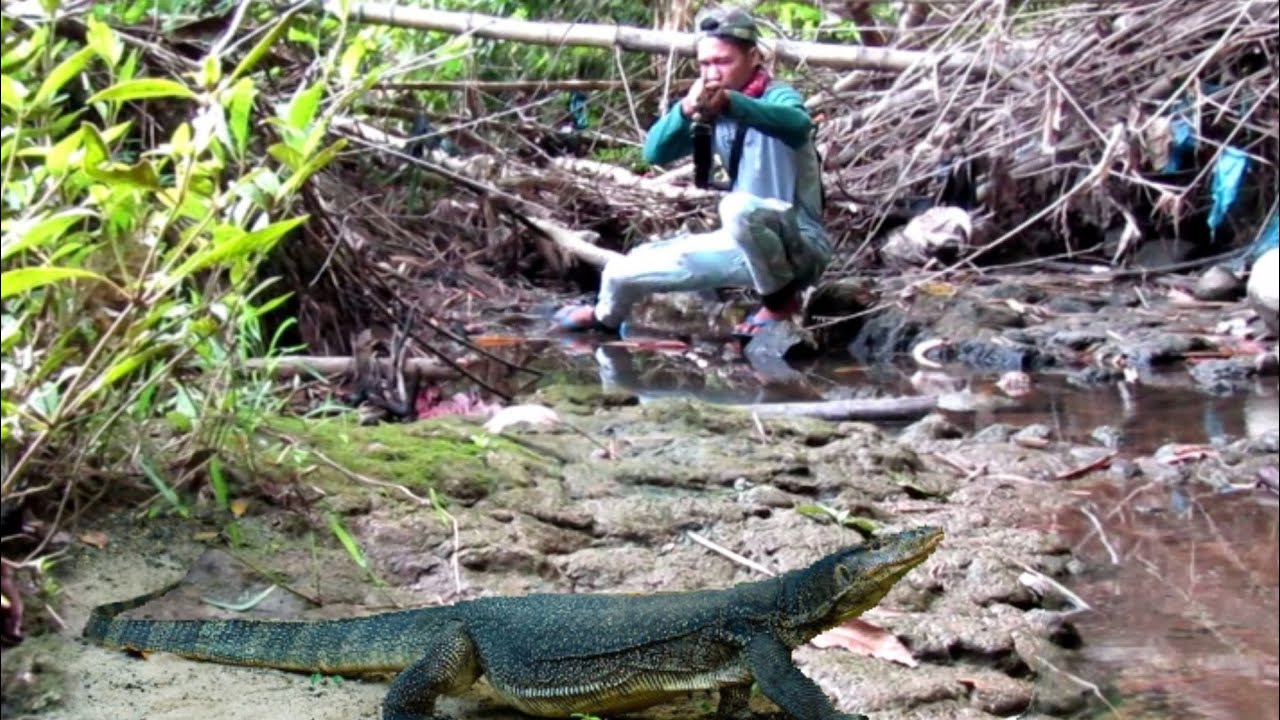 HUNTING BIAWAK DI SUNGAI KECIL MALAH HASILNYA MONSTER SEMUA - YouTube