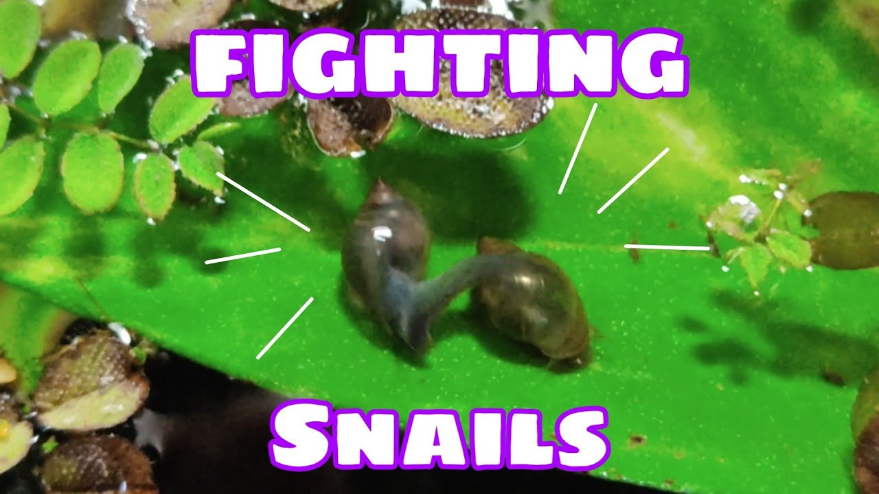 Snails FIGHTING • Satisfying aquarium vlog | Thanos Pantelis - YouTube