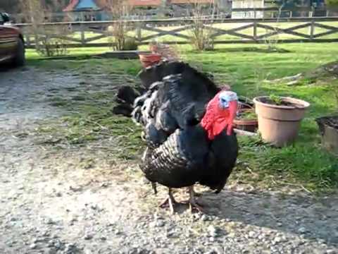 Gjeli detit dhe femijet.. - YouTube
