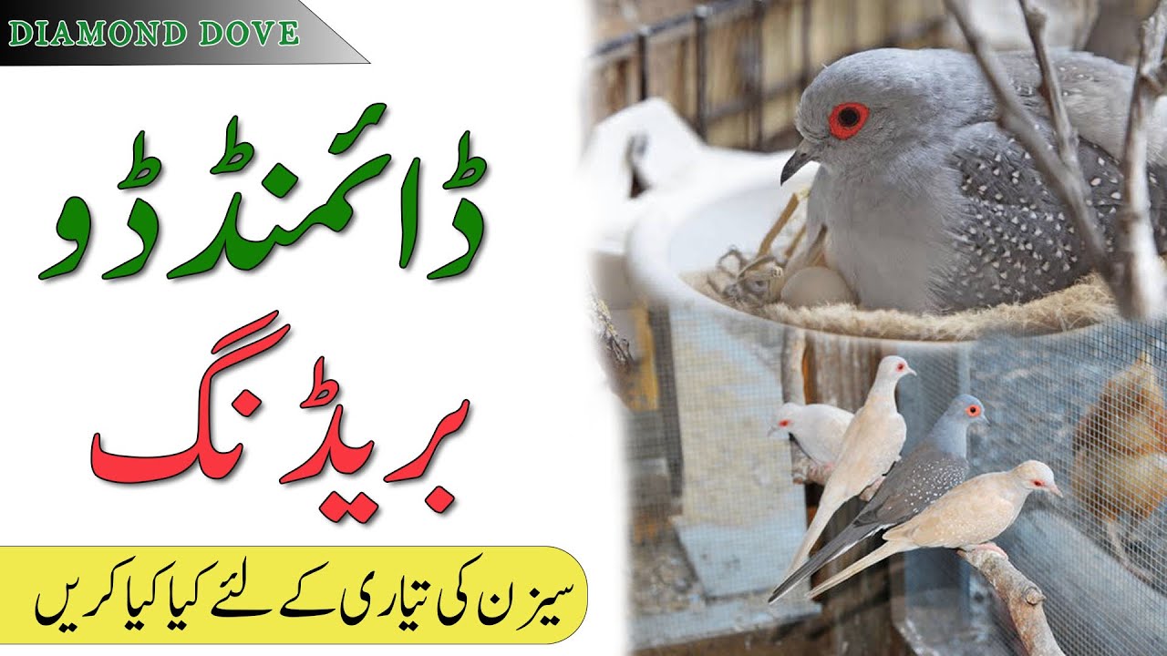 Diamond dove ko cages main shift kr diya | diamond dove breeding season ...