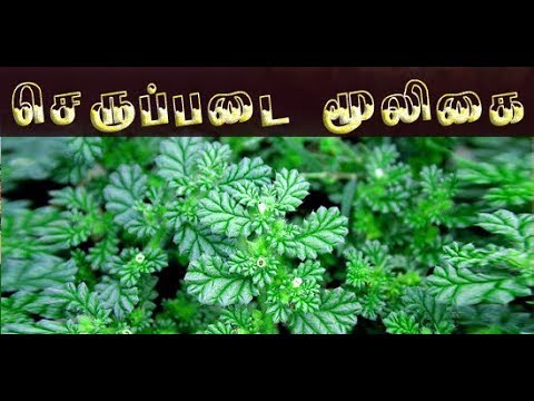 Coldenia procumbens (செருப்படை மூலிகையின் மருத்துவம் ) - YouTube