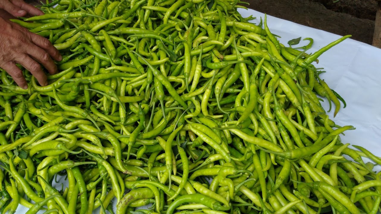 A SENIOR CITIZEN DEVELOPS SILI FARM IN NORTH COTABATO - YouTube