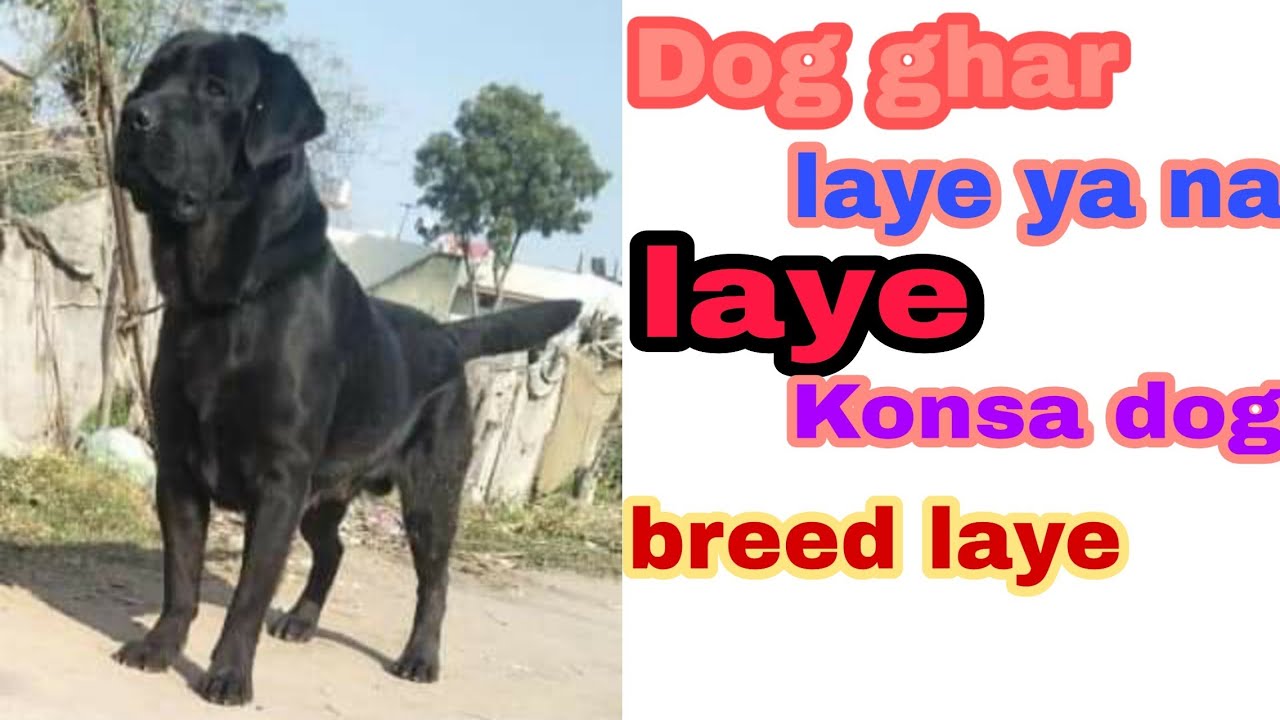 Aap dog laye ya na laye , agar aap Dog la rhe h to kon sa dog laye ...