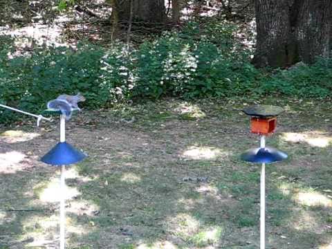Squirrel Obstacle Course 2.0 - YouTube