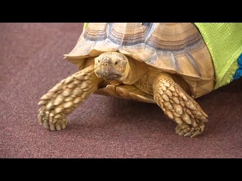 Therapy turtle helps senior center residents - YouTube