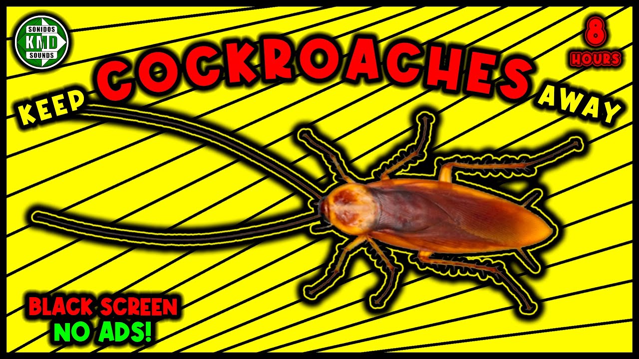 ANTI COCKROACHES REPELLENT SOUND ⛔🕷 KEEP COCKROACHES AWAY - ULTRASONIC ...