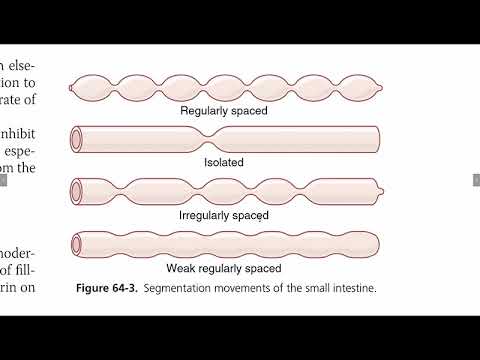 Small Intestine Movements | Propulsion and Mixing of food | # ...