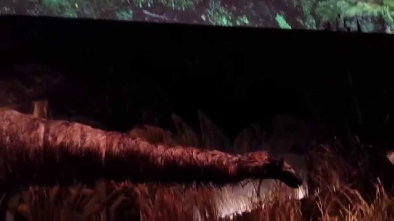 Zealandia, Moa Display in the Exhibit Area. - YouTube