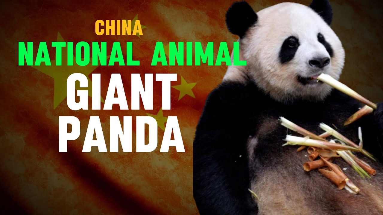 What is the national animal of China? - YouTube
