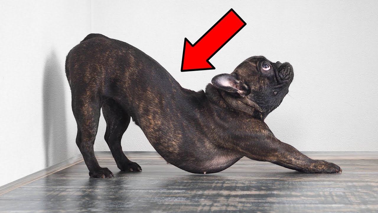 Why Your Dog Stretches When They See You: 10 Fascinating Reasons! - YouTube