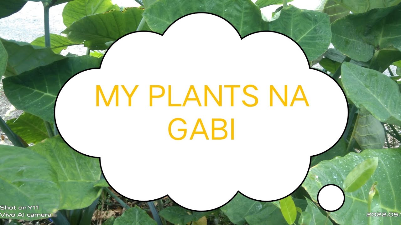 #Update ko lang sa aking tanim na gabi#gabi#short - YouTube