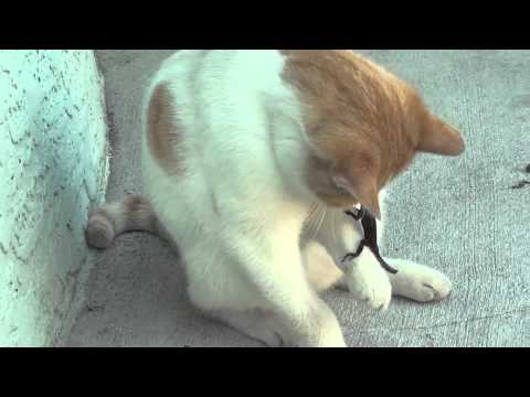 Cat vs Lizard - YouTube