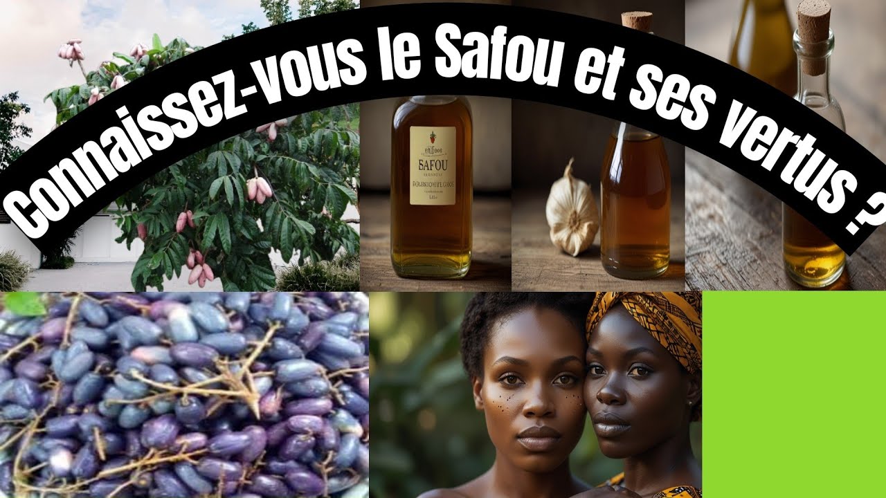 Connaissez - vous le Safoutier et son fruit exceptionnel le Safou ...