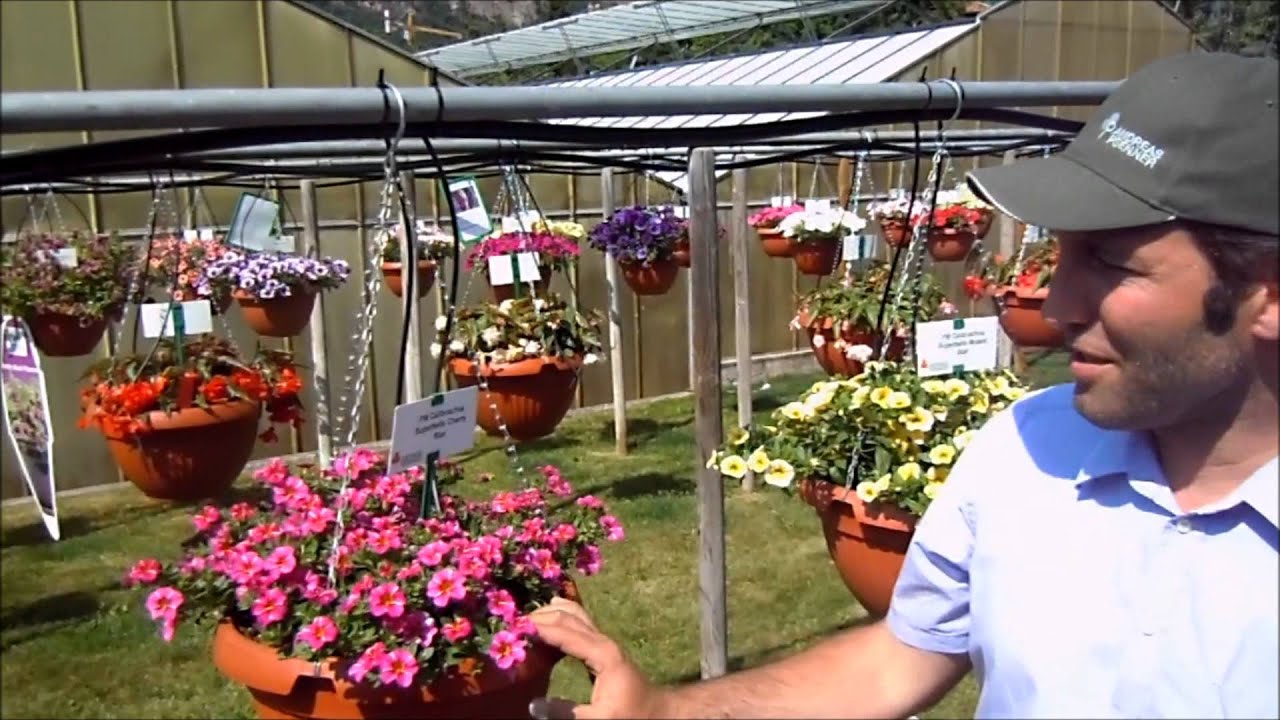 (D) PW Calibrachoa Superbells Cherry Star - YouTube