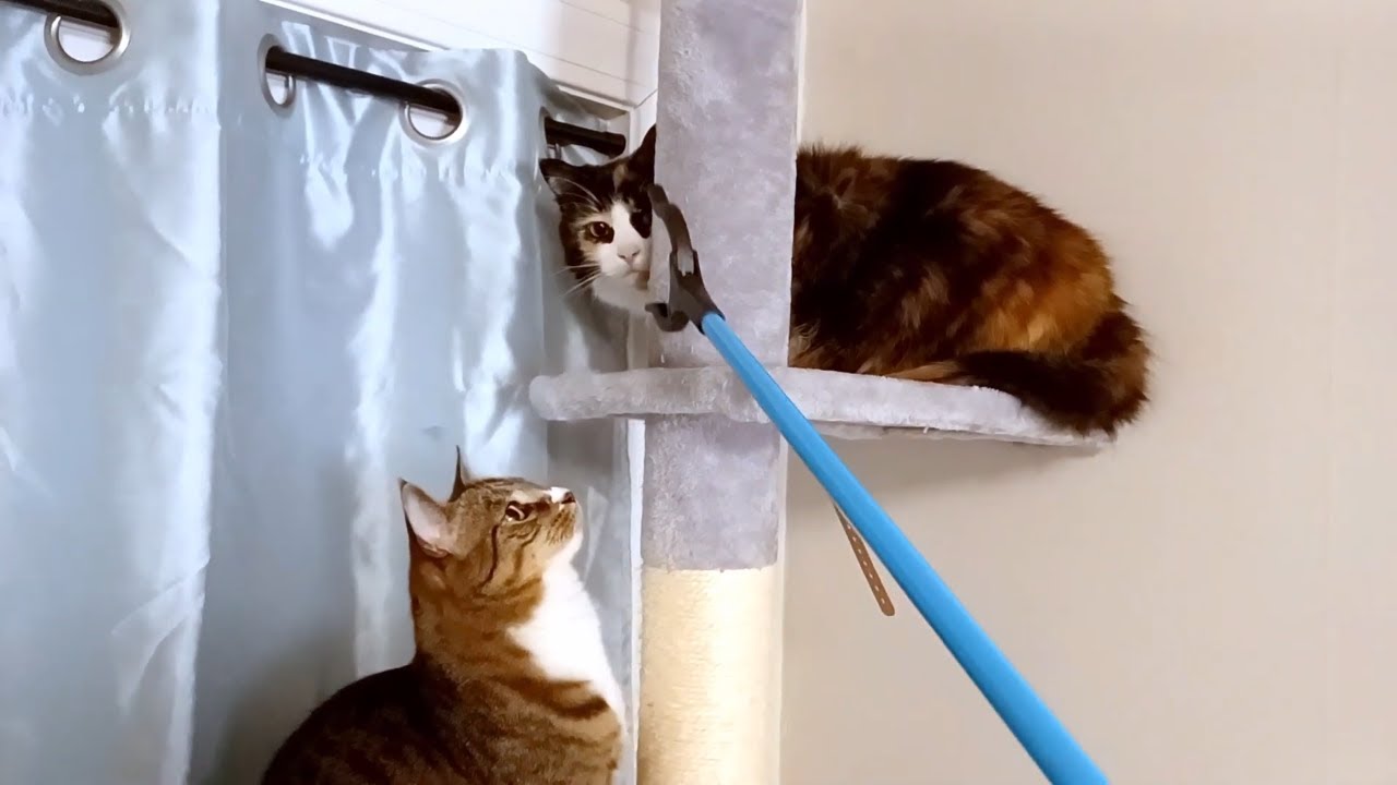 Cats Reaction to a Grabber Claw - YouTube