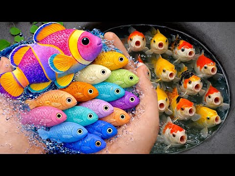 Serok ikan warna-warni air tawar, ikan hias cantik, ikan mas, ikan koi, ikan komet, kura-kura lucu