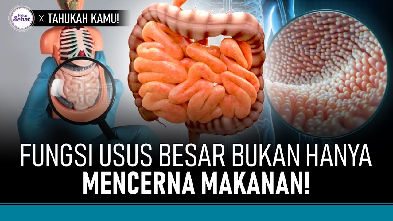 5 Fungsi Usus Besar di Tubuh Manusia, Salah Satunya Tingkatkan Imun ...