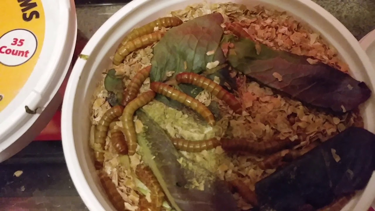 Gutloading feeders for reptiles "mainly mealworms" - YouTube