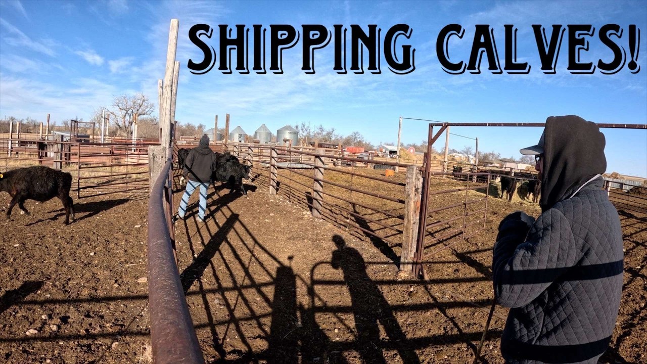 Shipping Calves And Lambing Out Sheep! - YouTube